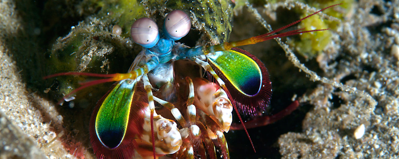 Squille multicolore - Voyages plongée Ultramarina